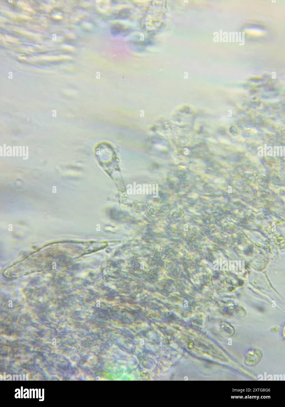 Bleeding Bonnet (Mycena sanguinolenta) Fungi Stock Photo - Alamy