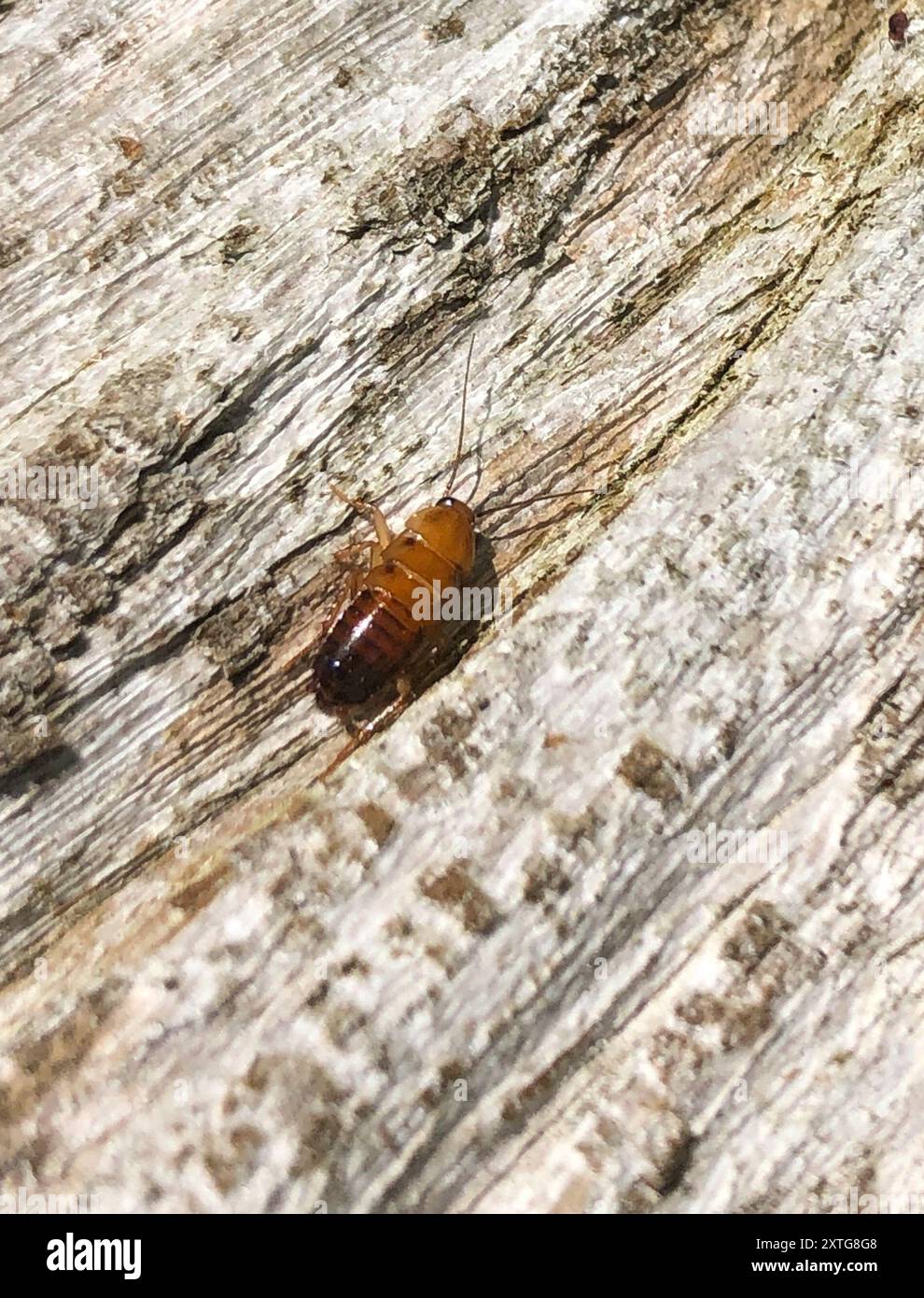 Pennsylvania Wood Cockroach (Parcoblatta pennsylvanica) Insecta Stock ...