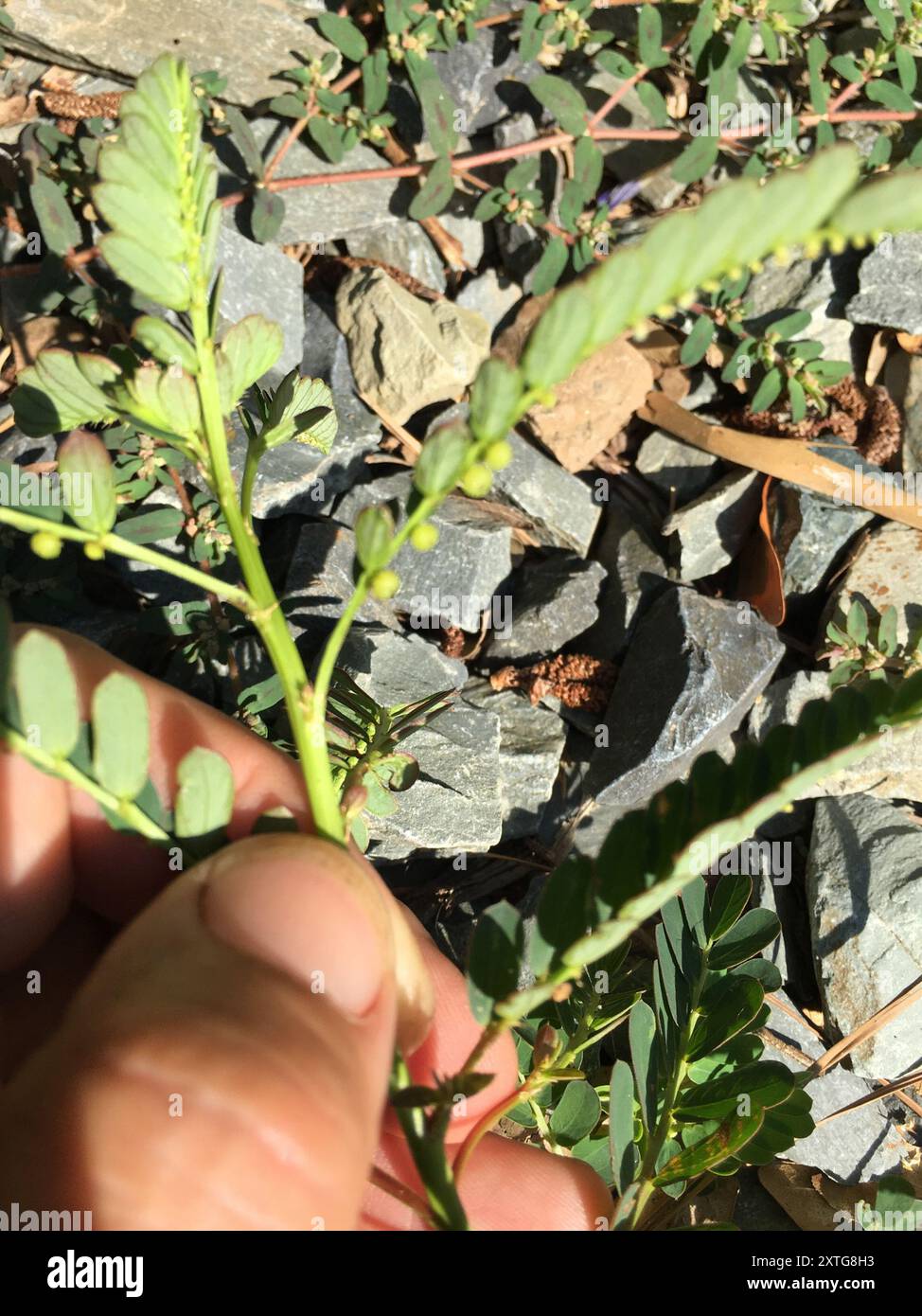 Chamberbitter (Phyllanthus urinaria) Plantae Stock Photo - Alamy