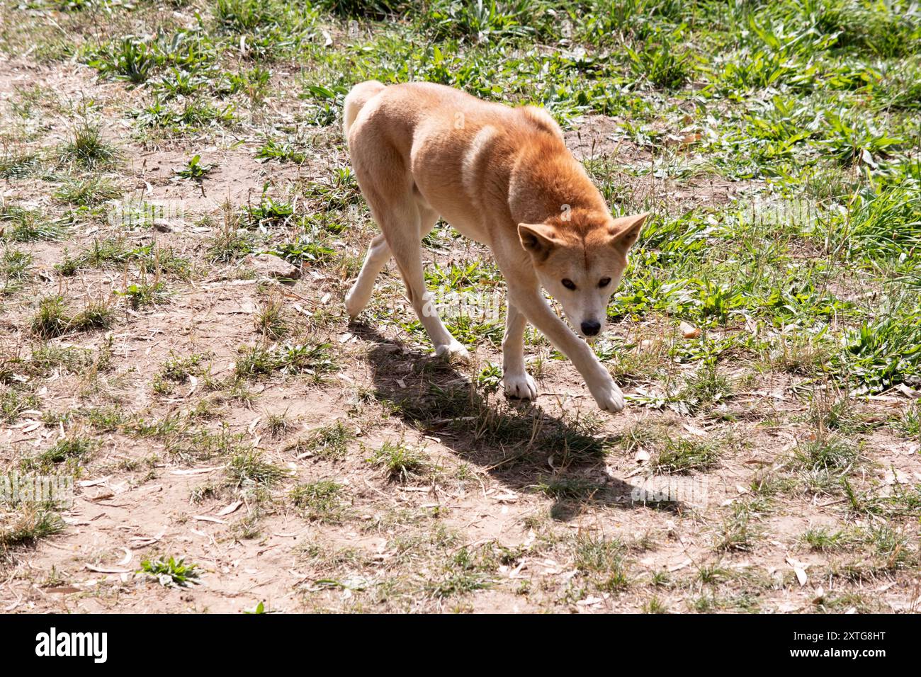 Dingos are a dog-like wolf. They have a long muzzle, erect ears and ...
