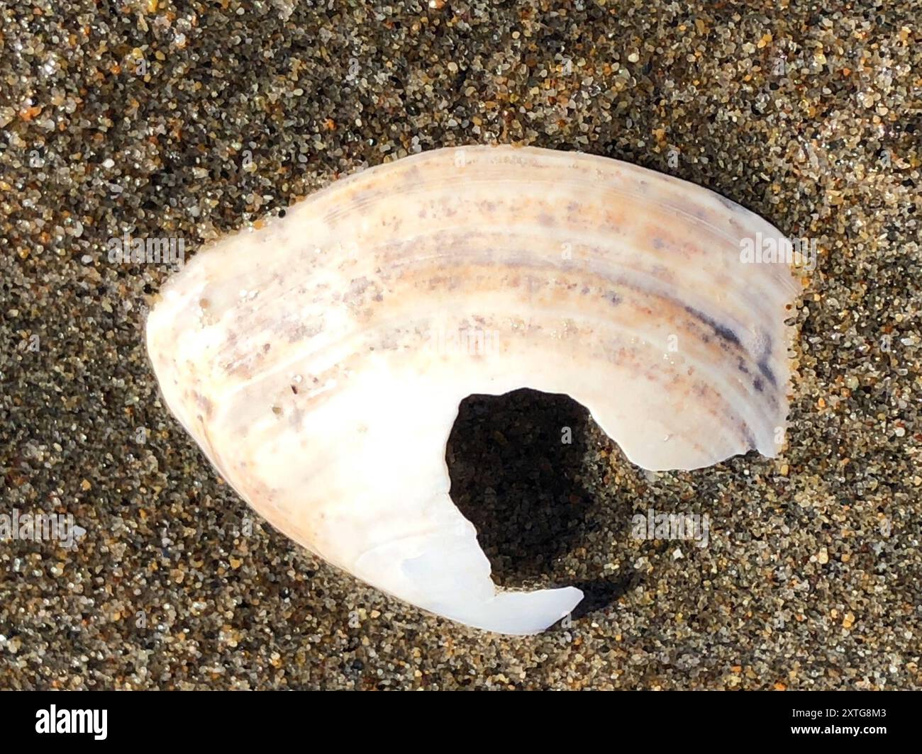 Macoma nasuta hi-res stock photography and images - Alamy