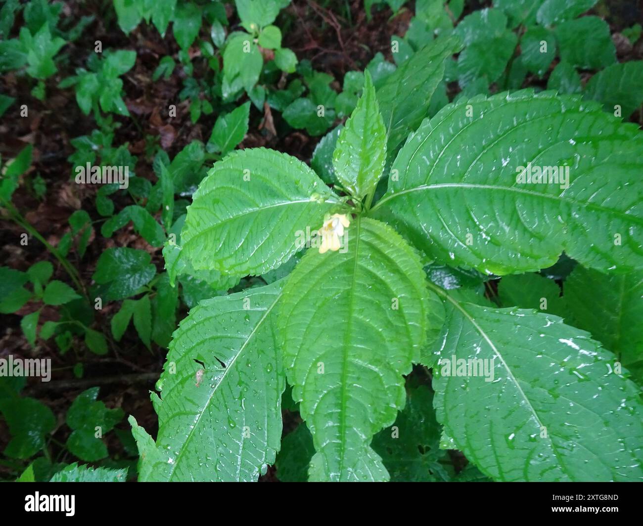 small balsam (Impatiens parviflora) Plantae Stock Photo - Alamy