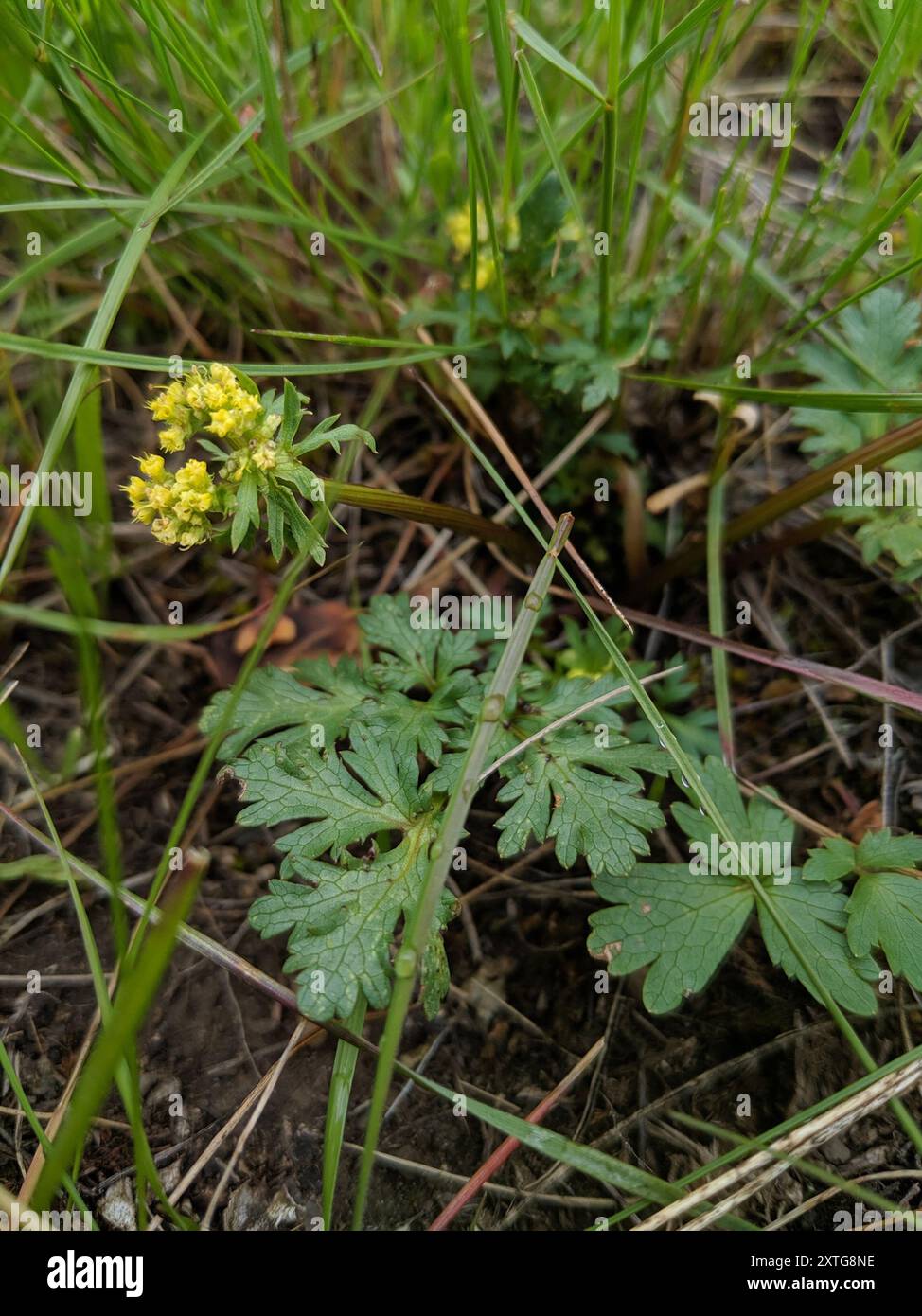northern sanicle (Sanicula graveolens) Plantae Stock Photo - Alamy