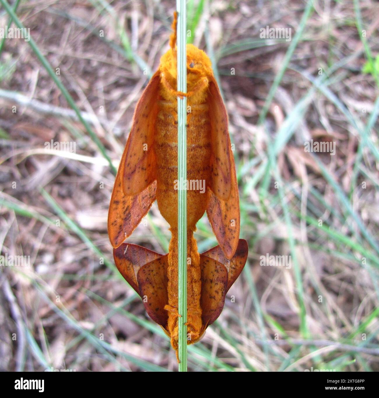 Oakworm moth hi-res stock photography and images - Alamy