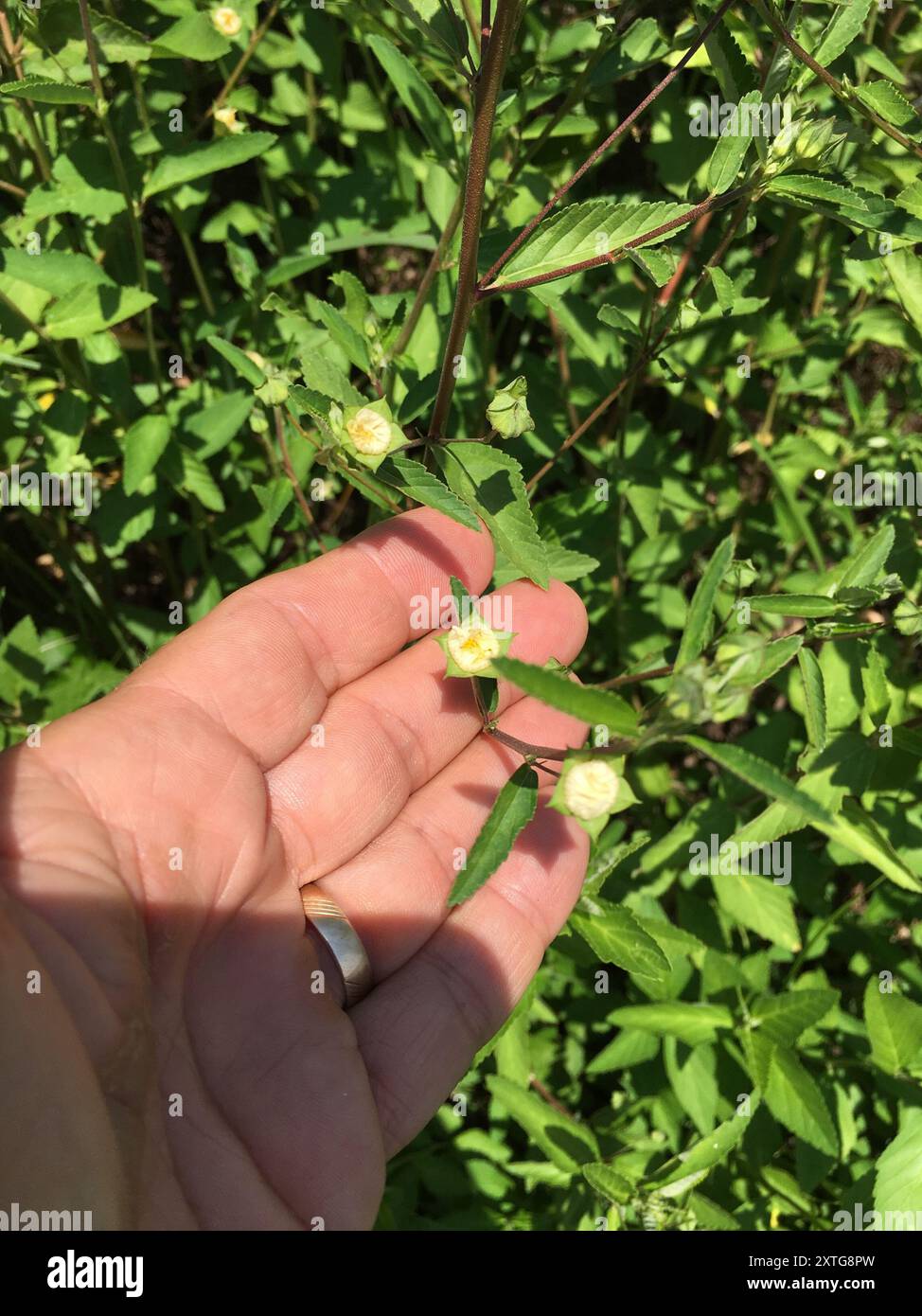 Cuban jute (Sida rhombifolia) Plantae Stock Photo - Alamy