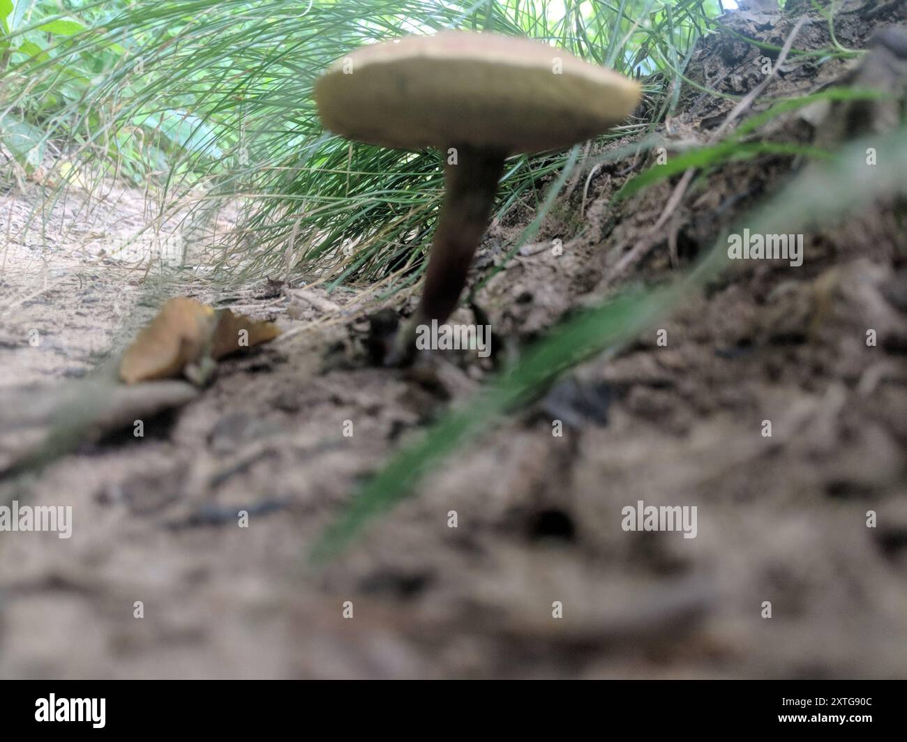 Ruby Bolete (Hortiboletus rubellus) Fungi Stock Photo - Alamy