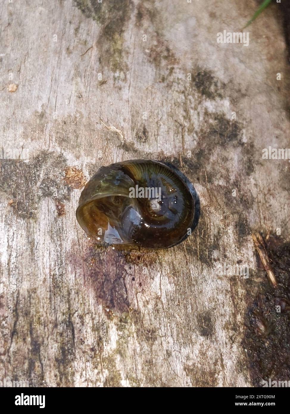 Marsh Ramshorn (Planorbella trivolvis) Mollusca Stock Photo - Alamy