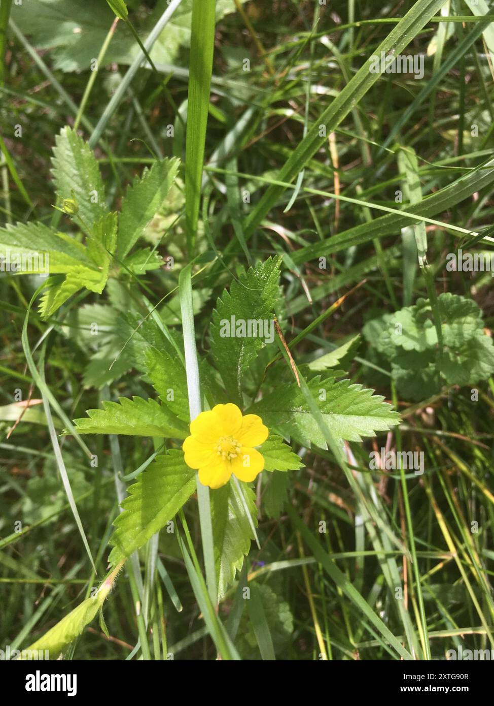 common cinquefoil (Potentilla simplex) Plantae Stock Photo - Alamy
