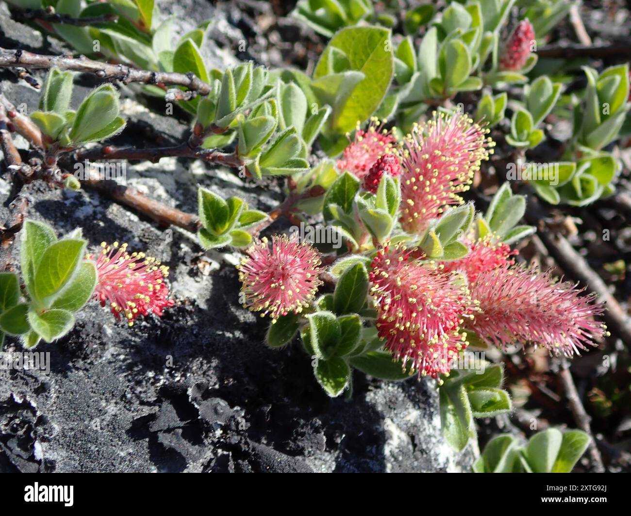 arctic willow (Salix arctica) Plantae Stock Photo - Alamy