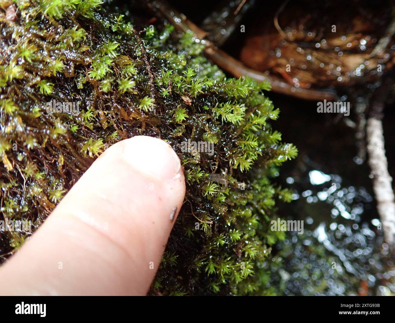 Sickle-leaved Hook-moss (Sanionia uncinata) Plantae Stock Photo - Alamy
