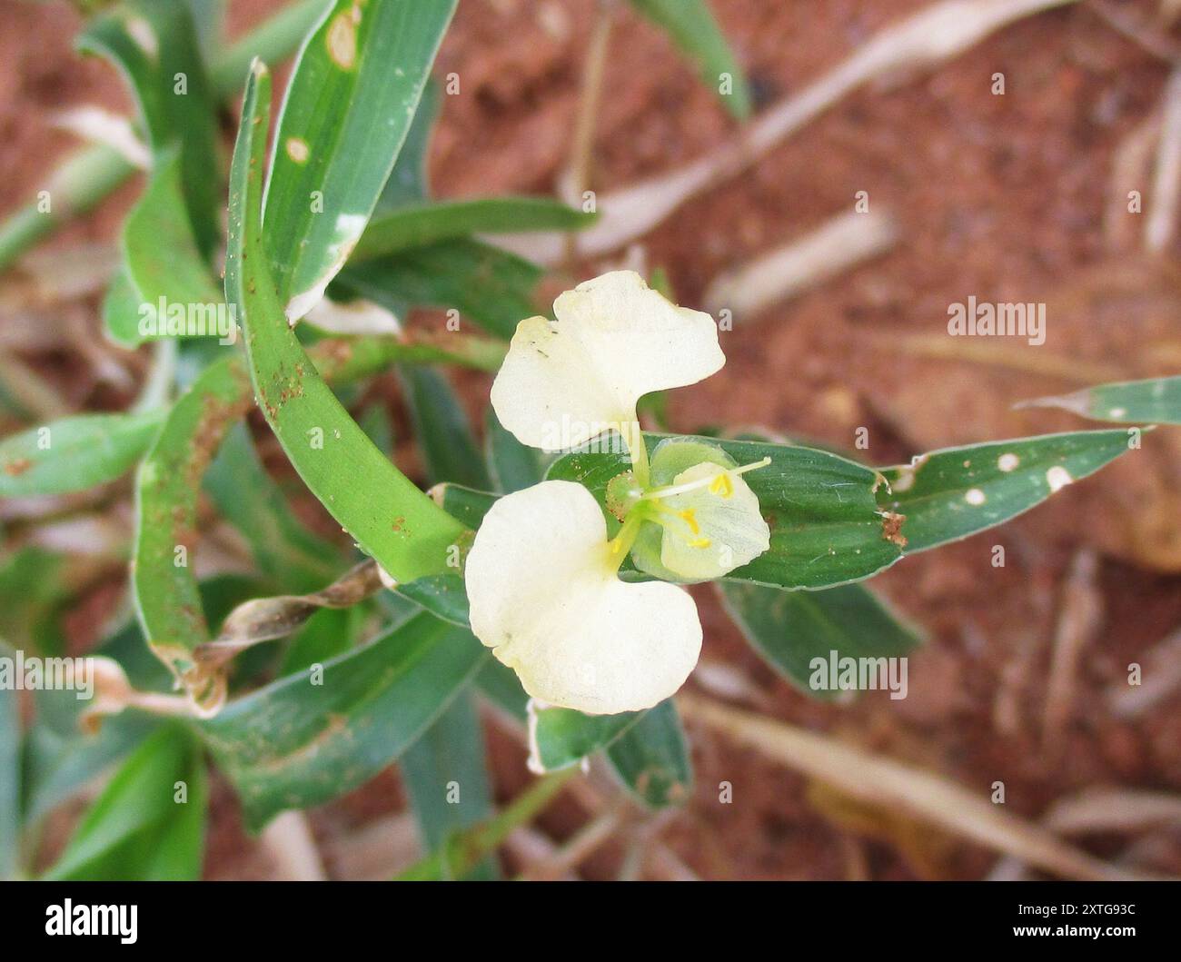 African Yellow Dayflower (Commelina africana) Plantae Stock Photo - Alamy