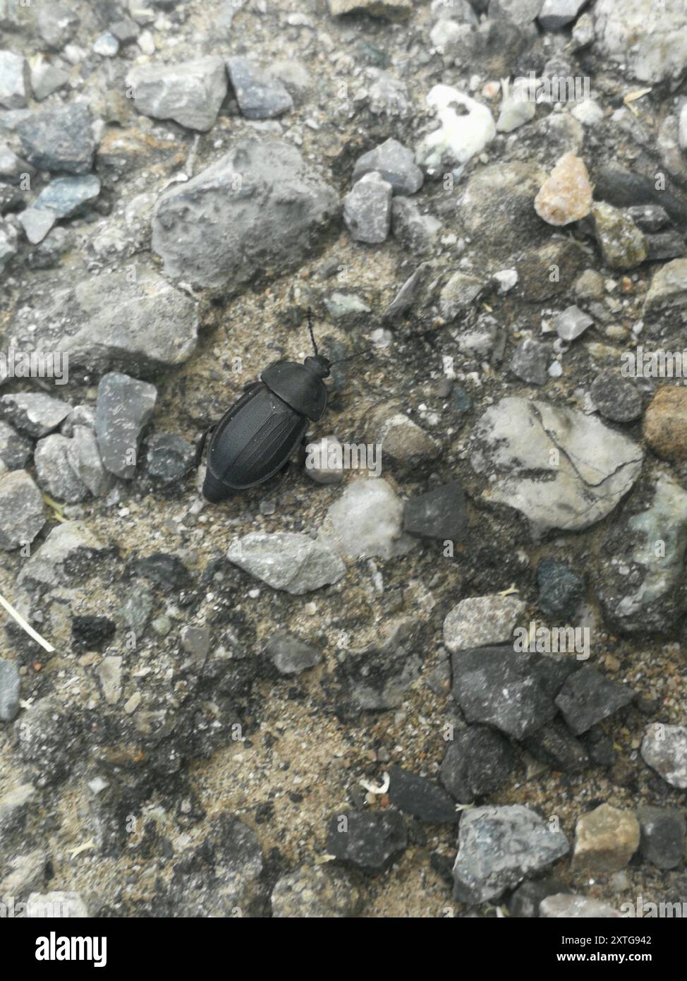 Silpha obscura hi-res stock photography and images - Alamy