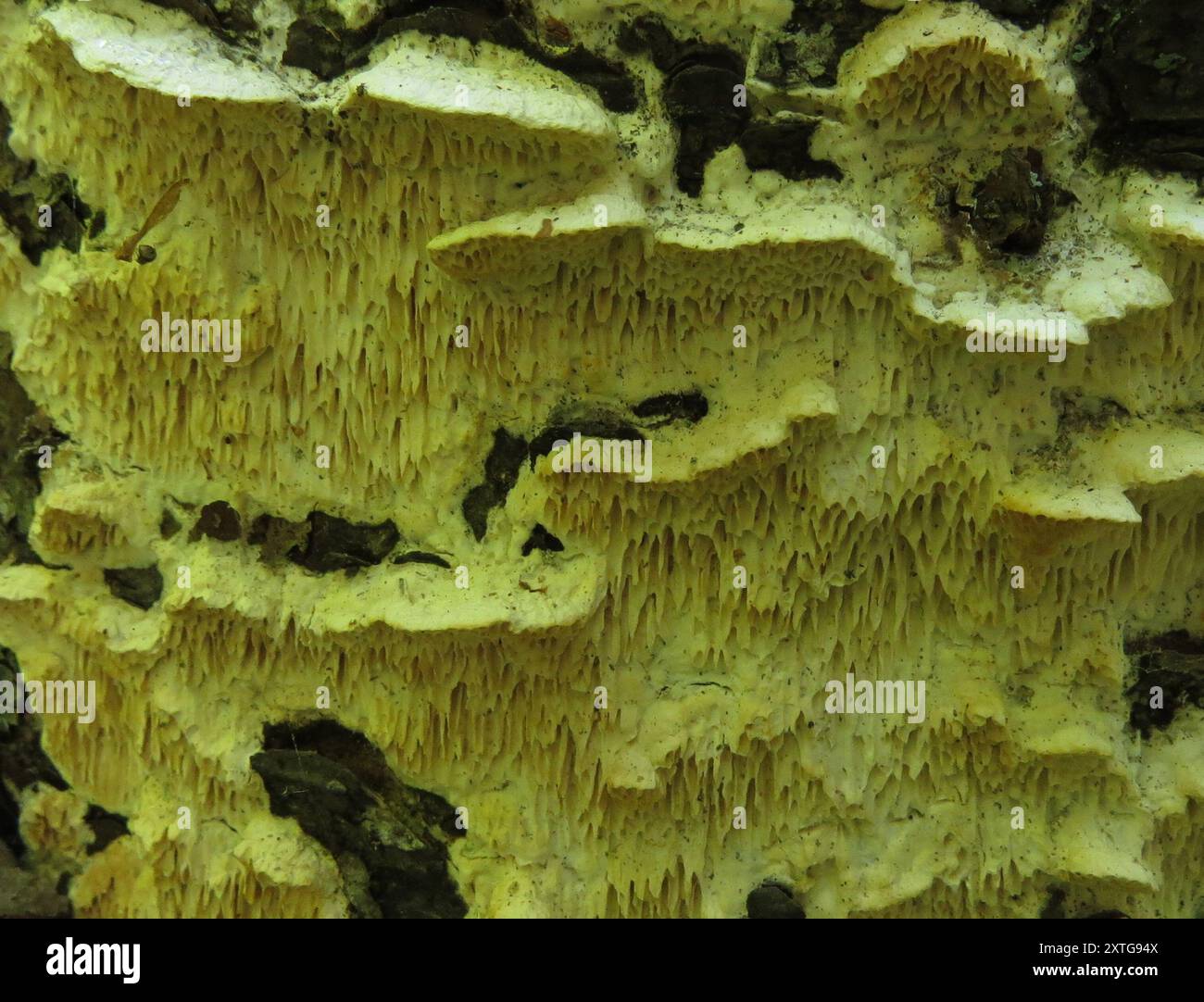 Milk-white Toothed Polypore (Irpex lacteus) Fungi Stock Photo - Alamy