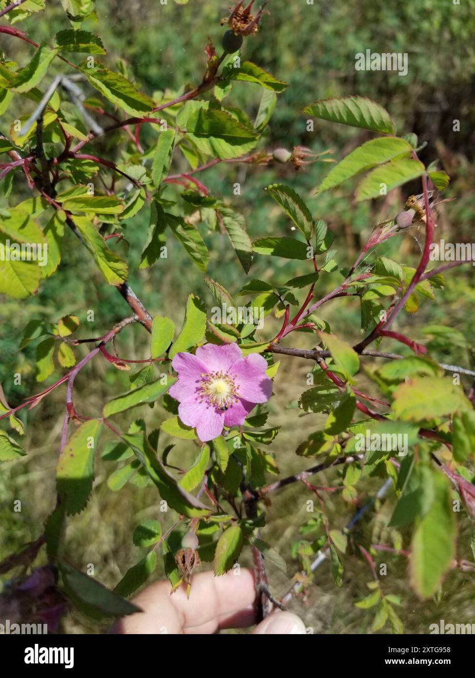 Nootka rose (Rosa nutkana) Plantae Stock Photo - Alamy