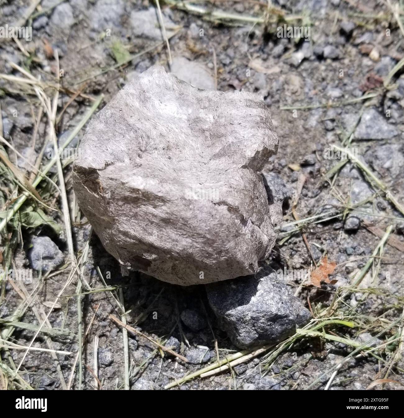 Hornets and Yellowjackets (Vespinae) Insecta Stock Photo - Alamy