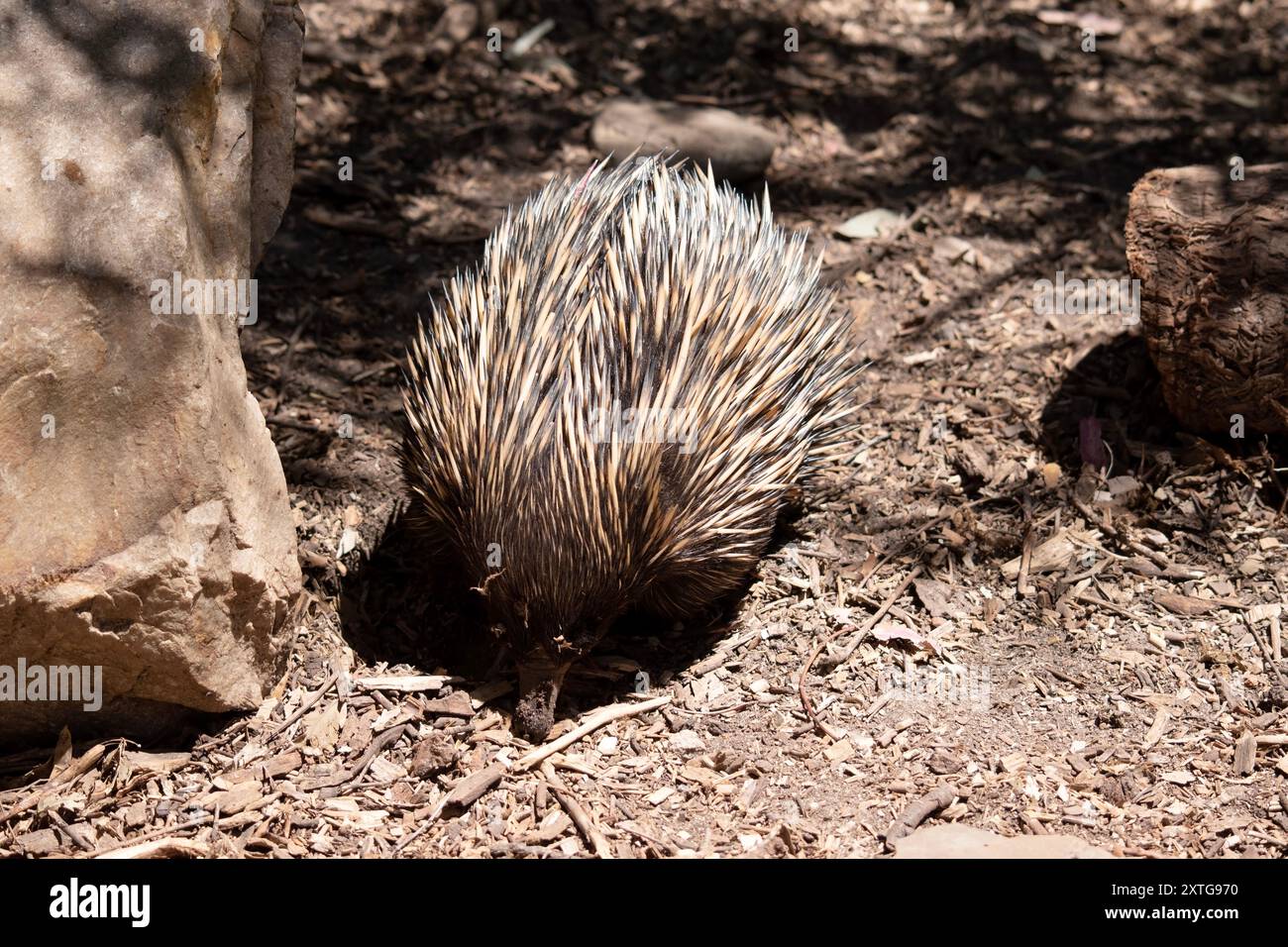 the short nosed echidna has strong-clawed feet and spines on the upper ...