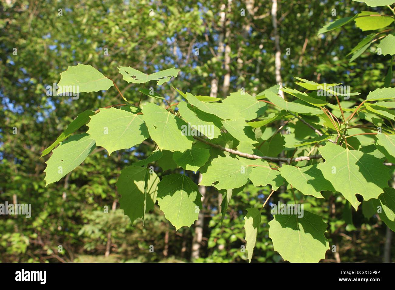 bigtooth aspen (Populus grandidentata) Plantae Stock Photo - Alamy