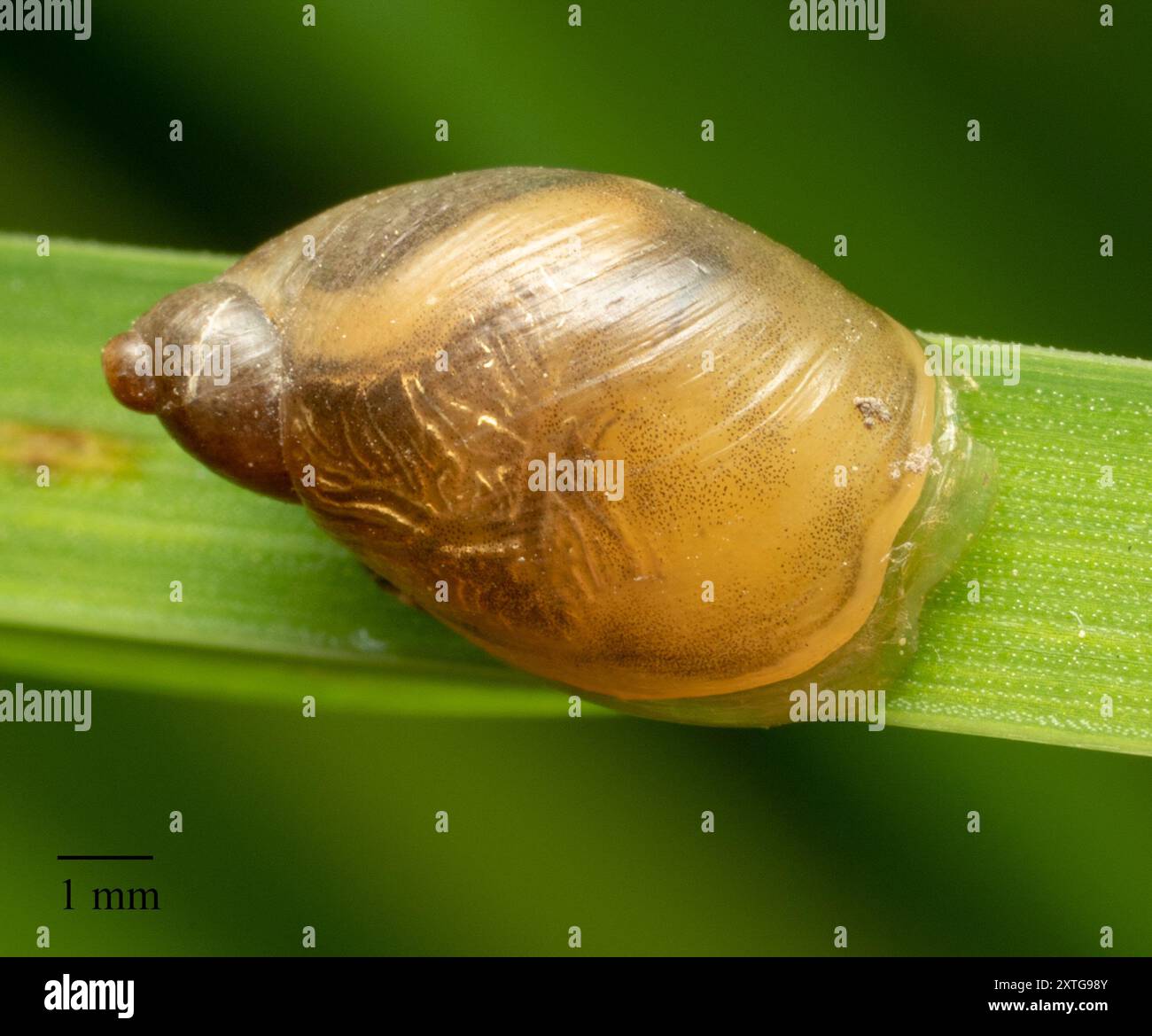 Amber Snails (Succineidae) Mollusca Stock Photo - Alamy