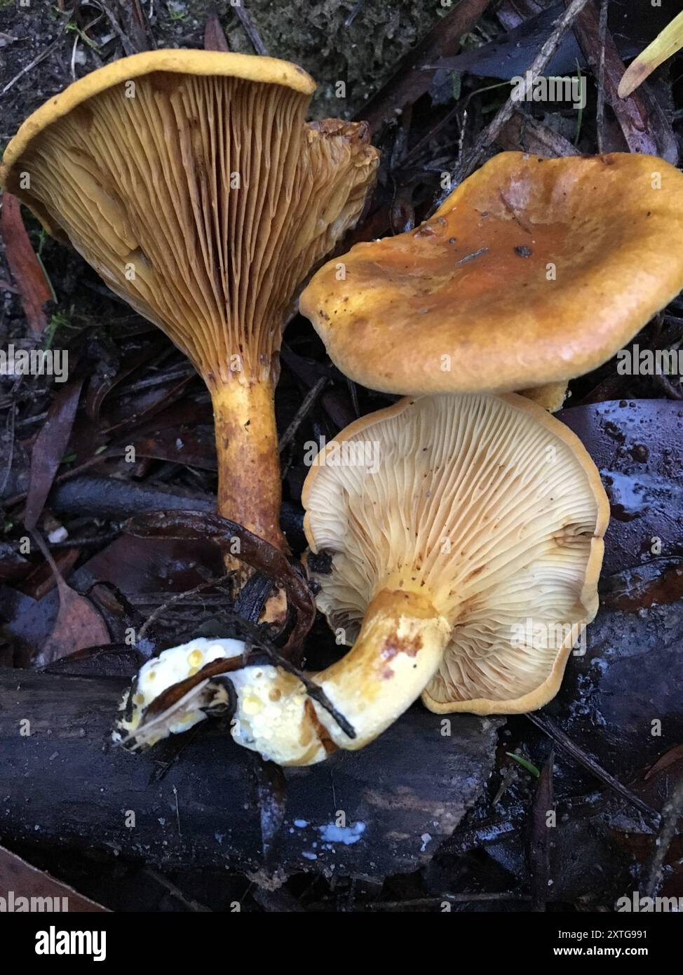 (Austropaxillus infundibuliformis) Fungi Stock Photo - Alamy