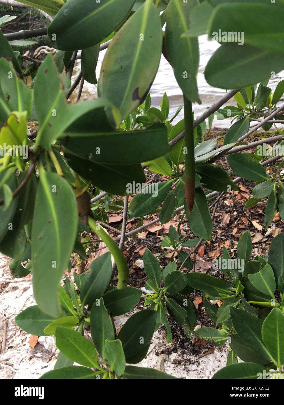 red mangrove (Rhizophora mangle) Plantae Stock Photo - Alamy