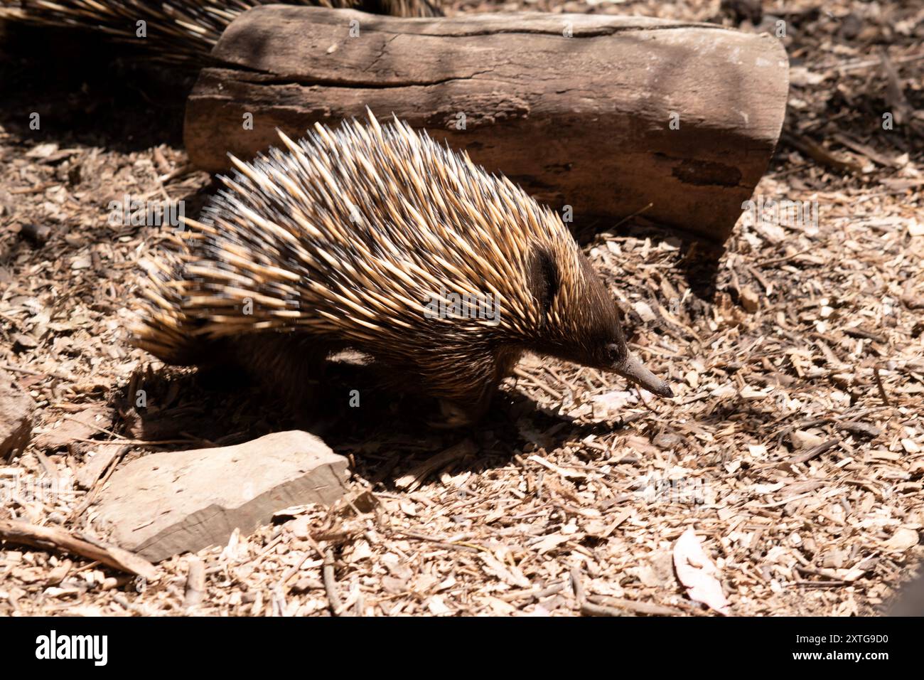 the short nosed has strong-clawed feet and spines on the upper part of ...