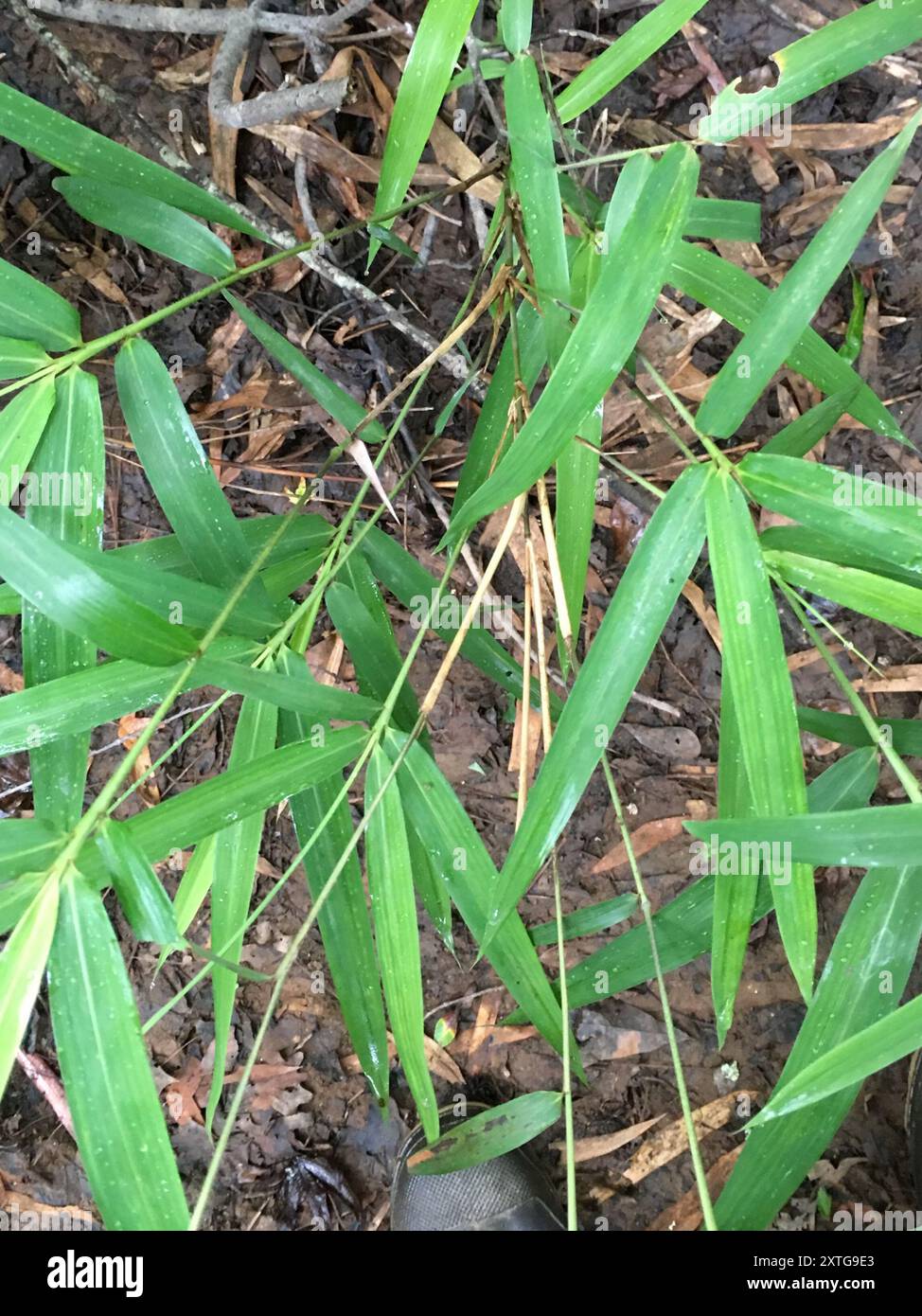 switch cane (Arundinaria tecta) Plantae Stock Photo - Alamy