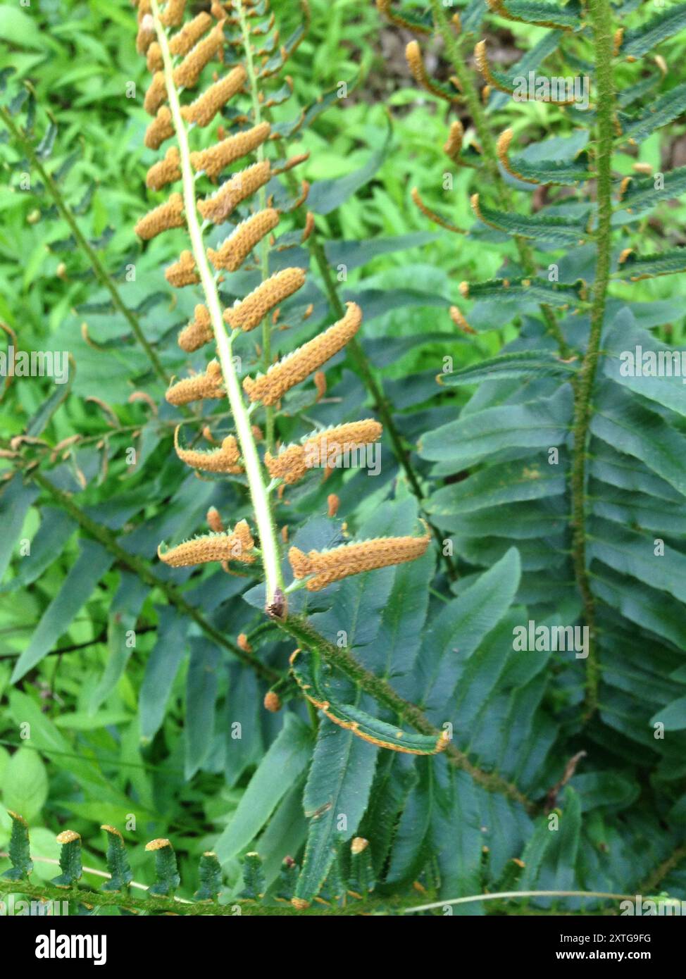 Christmas fern (Polystichum acrostichoides) Plantae Stock Photo - Alamy