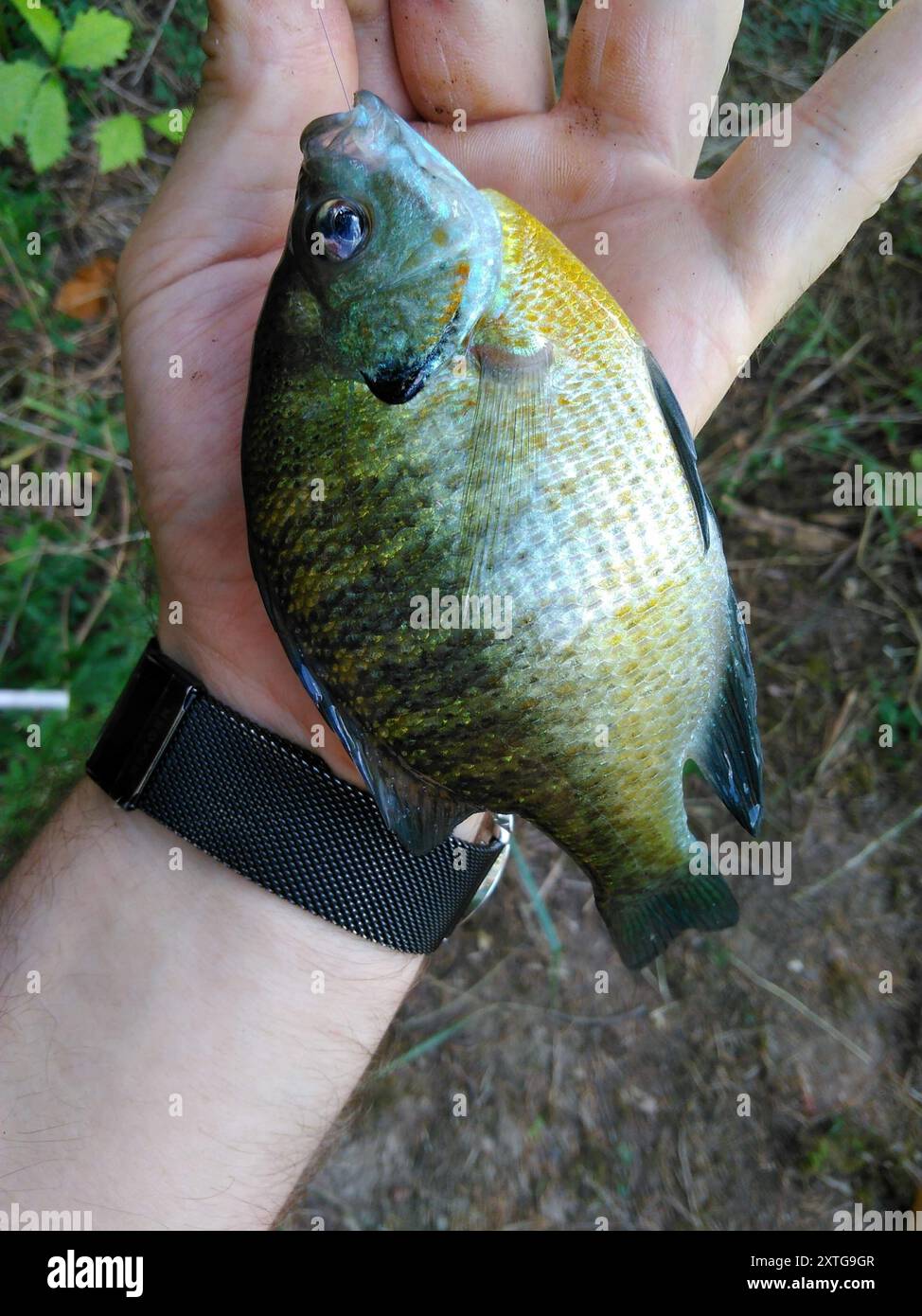 Bluegill (Lepomis macrochirus) Actinopterygii Stock Photo - Alamy