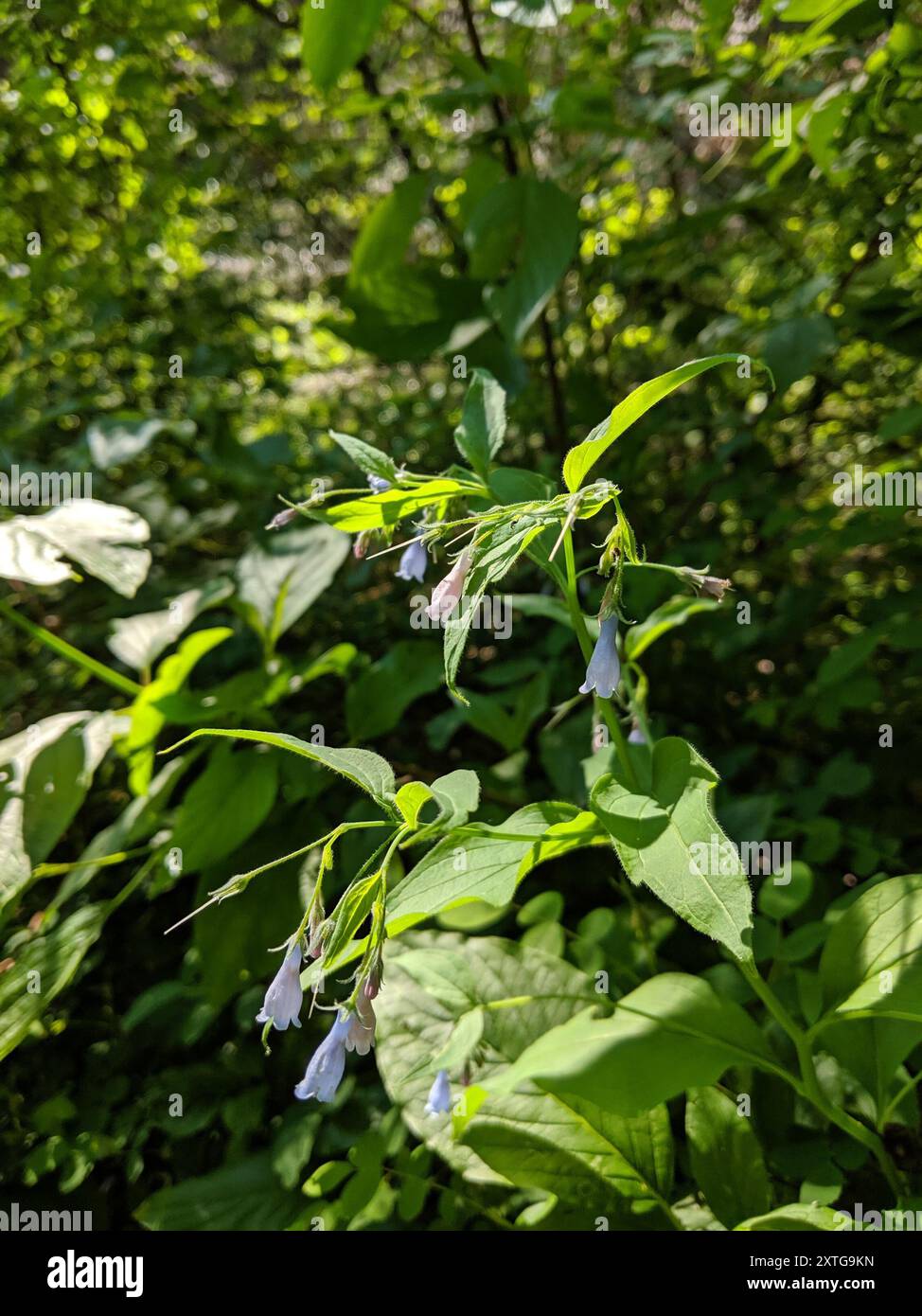 Tall Bluebell (Mertensia paniculata) Plantae Stock Photo - Alamy