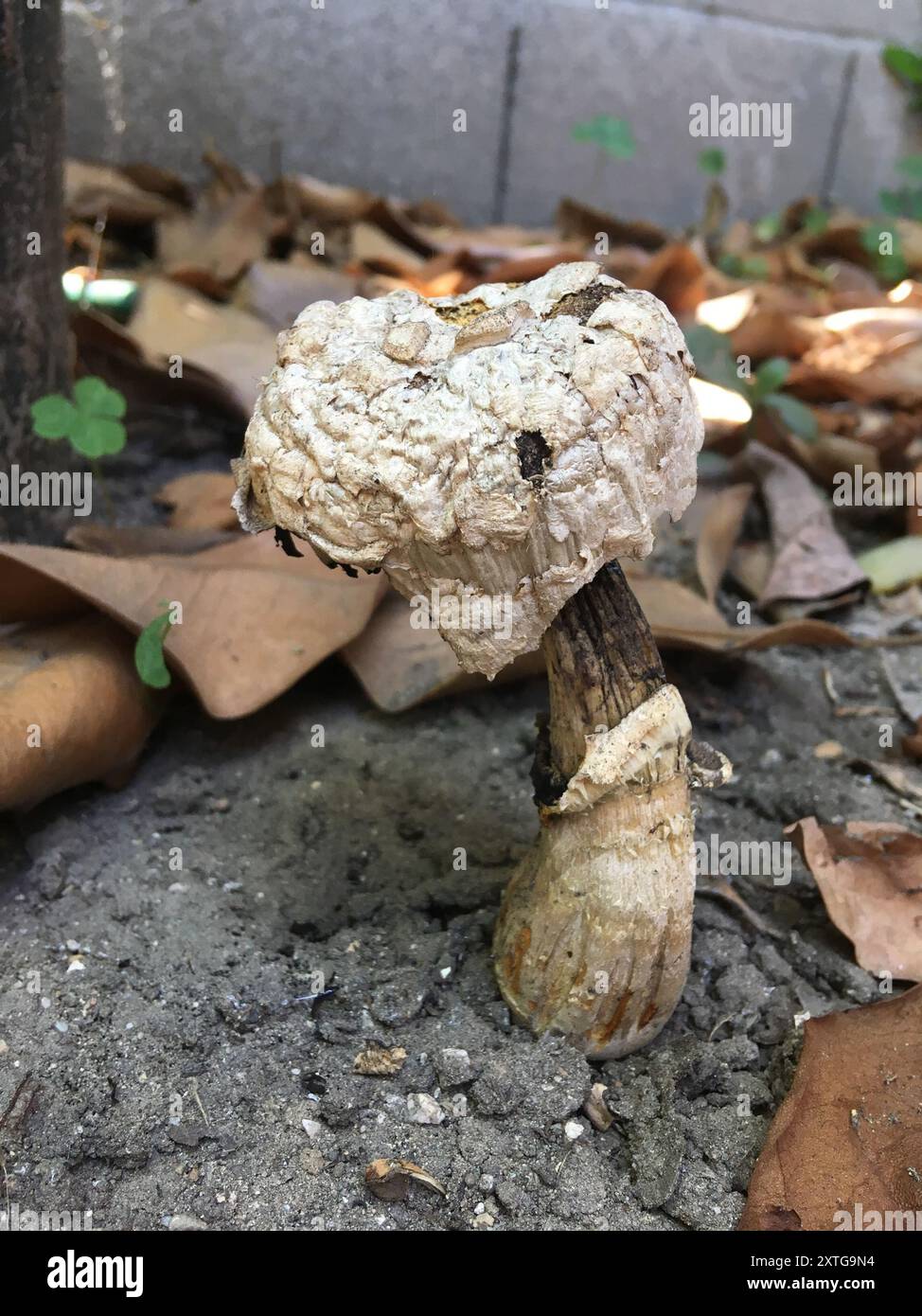 Gasteroid Agaricus (Agaricus deserticola) Fungi Stock Photo - Alamy