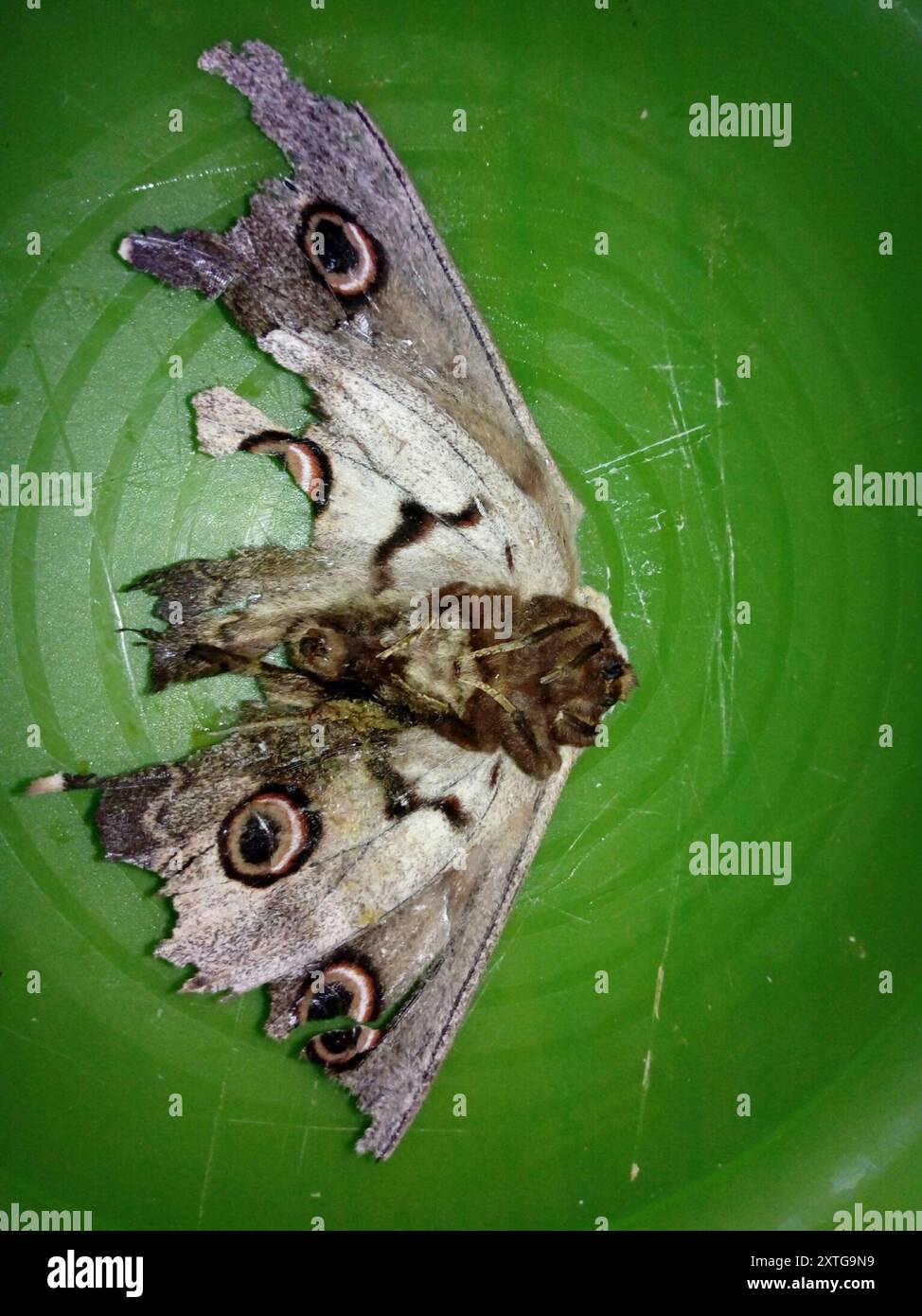 Giant Peacock Moth (Saturnia pyri) Insecta Stock Photo - Alamy