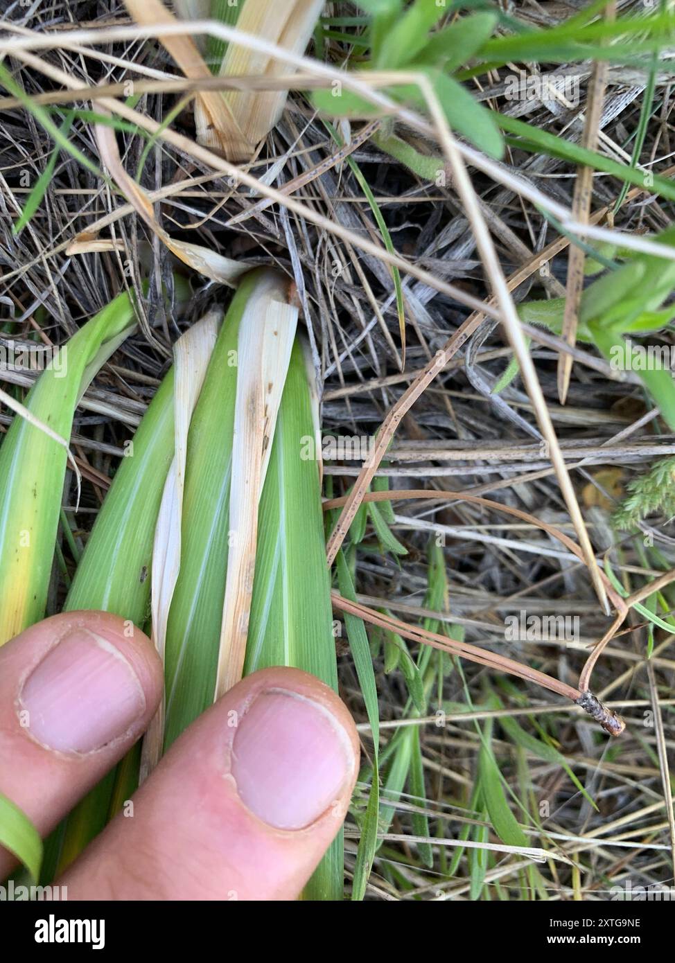 western blue flag (Iris missouriensis) Plantae Stock Photo - Alamy