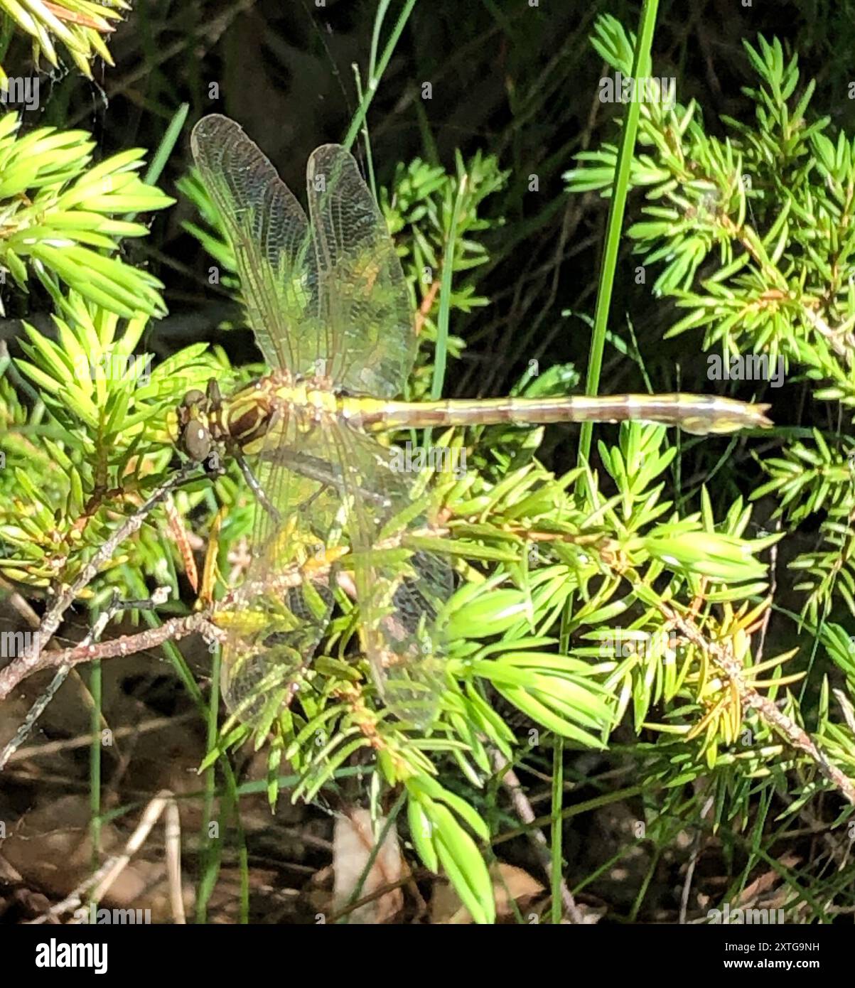 Phanogomphus Clubtails (Phanogomphus) Insecta Stock Photo - Alamy