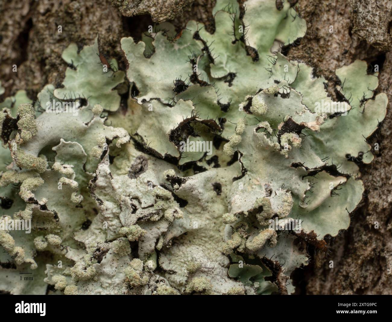 Ruffle Lichens (Parmotrema) Fungi Stock Photo - Alamy