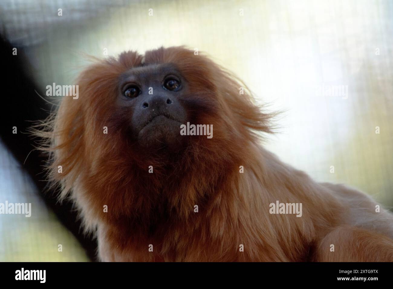The golden lion tamarin, also known as the golden marmoset, is a small ...