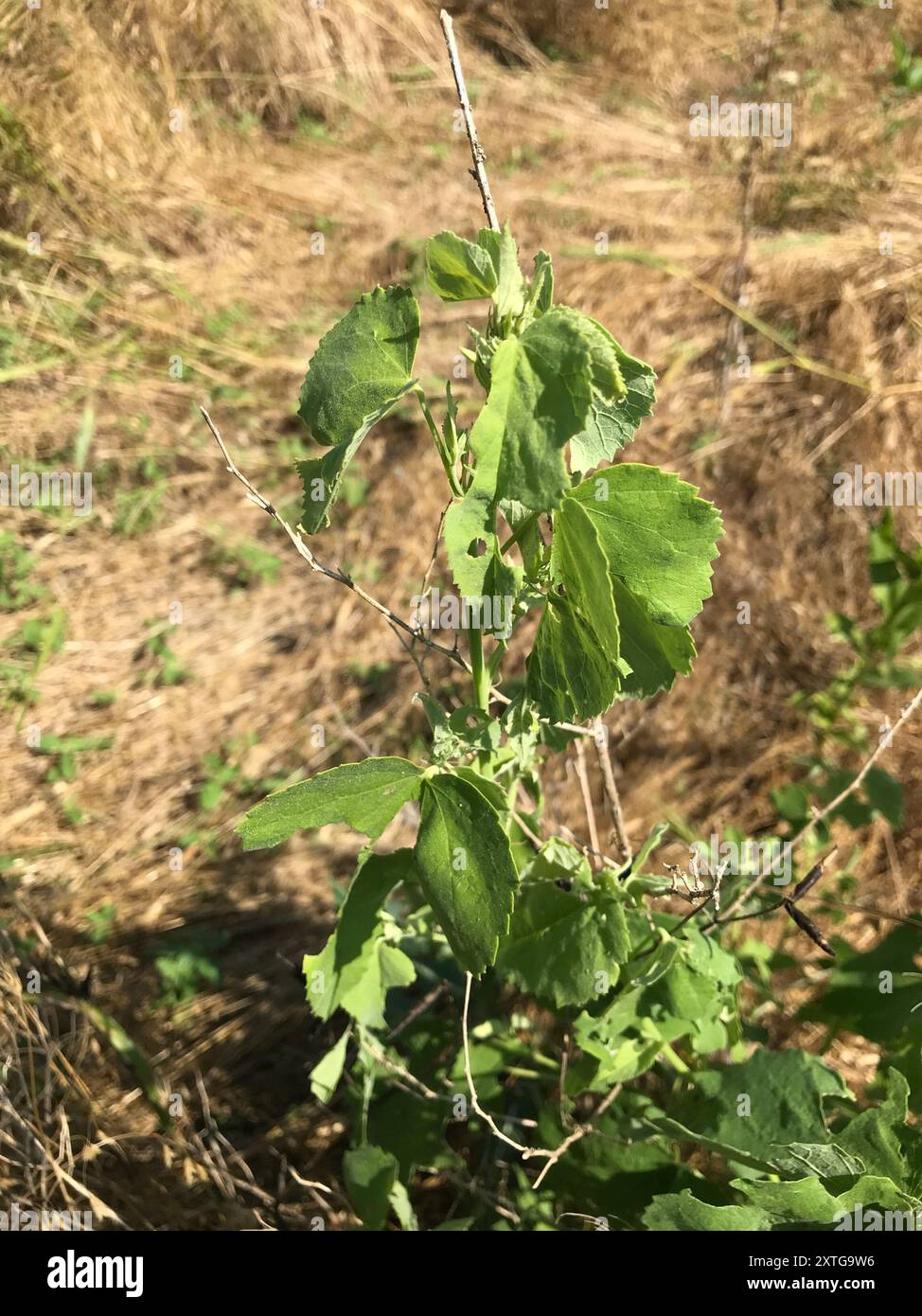 sweet Indian Mallow (Abutilon fruticosum) Plantae Stock Photo - Alamy