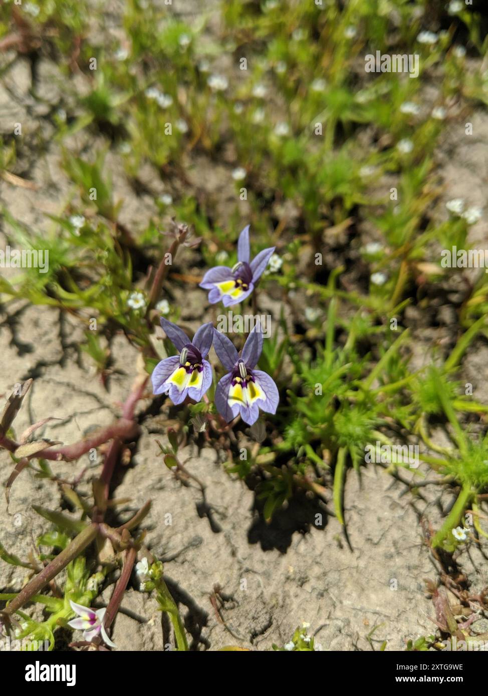 Downingia insignis hi-res stock photography and images - Alamy
