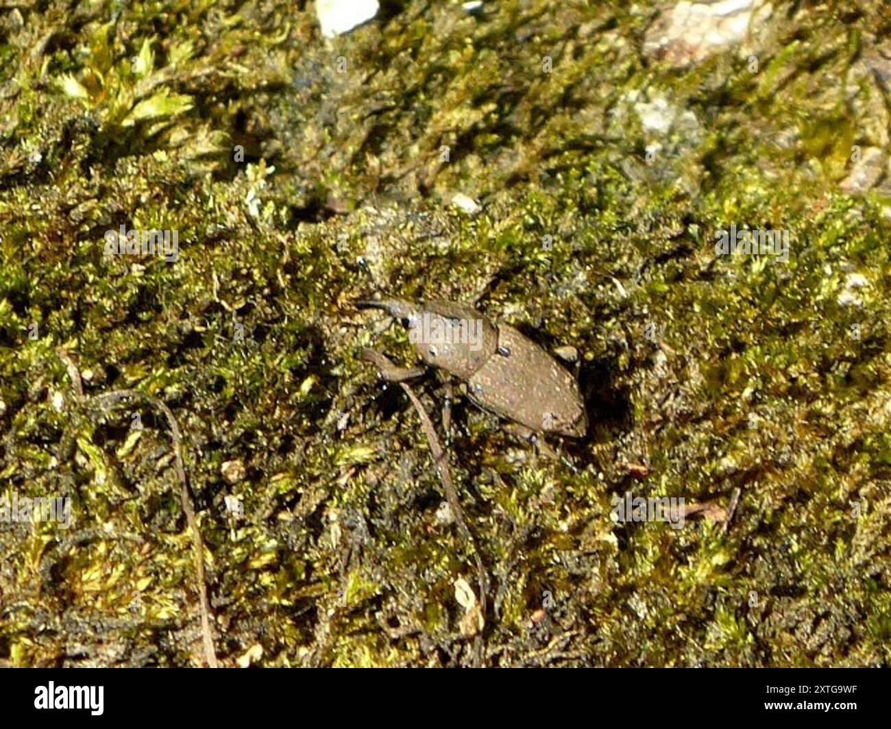 Billbug Weevils (Sphenophorus) Insecta Stock Photo - Alamy