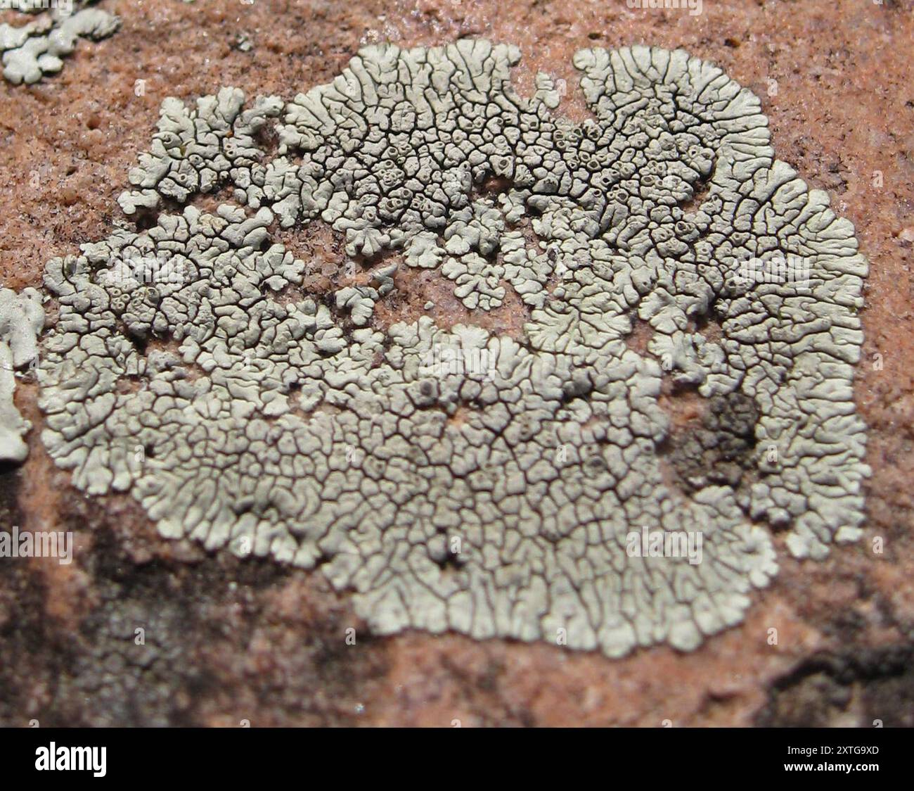 Lichen dimelaena oreina hi-res stock photography and images - Alamy