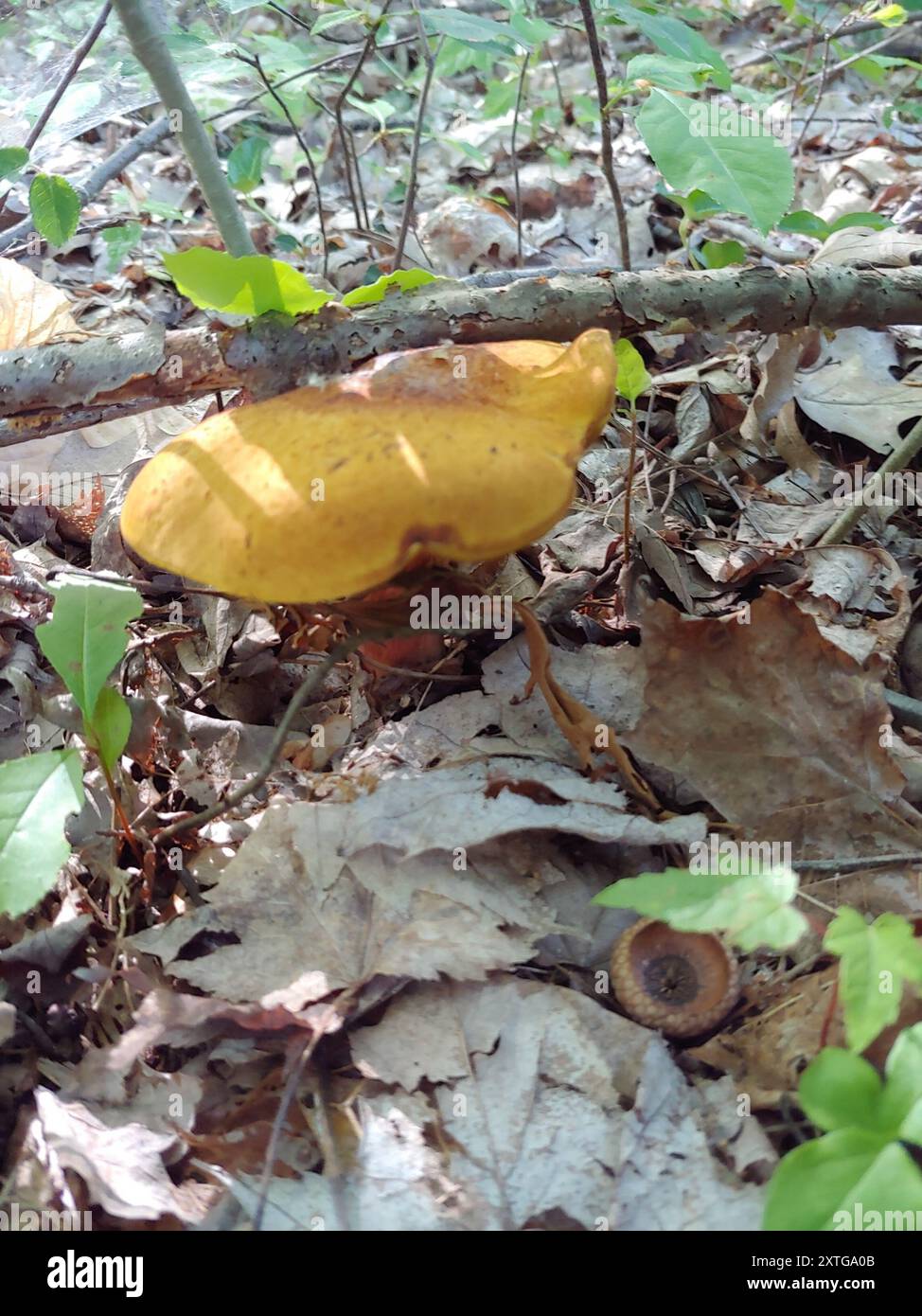 Red-mouth Bolete (Neoboletus subvelutipes) Fungi Stock Photo - Alamy