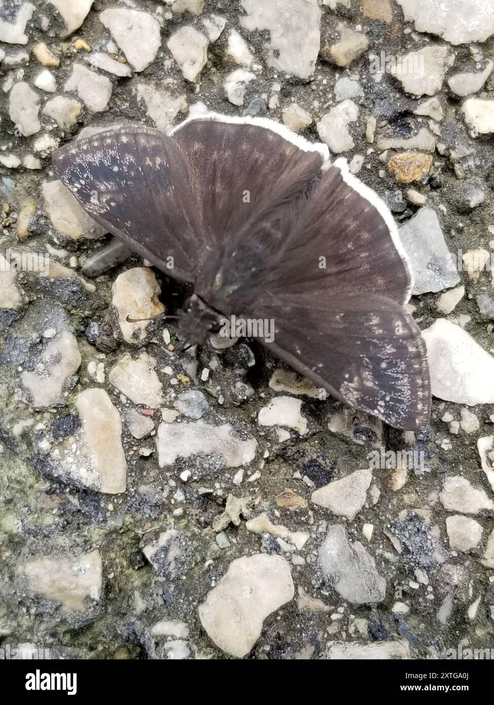 Funereal Duskywing (Erynnis funeralis) Insecta Stock Photo - Alamy
