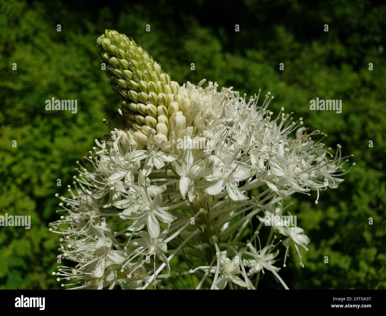 common beargrass (Xerophyllum tenax) Plantae Stock Photo - Alamy