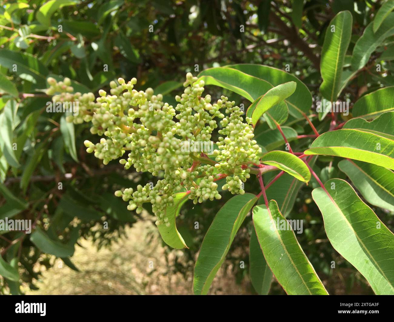 laurel sumac (Malosma laurina) Plantae Stock Photo - Alamy
