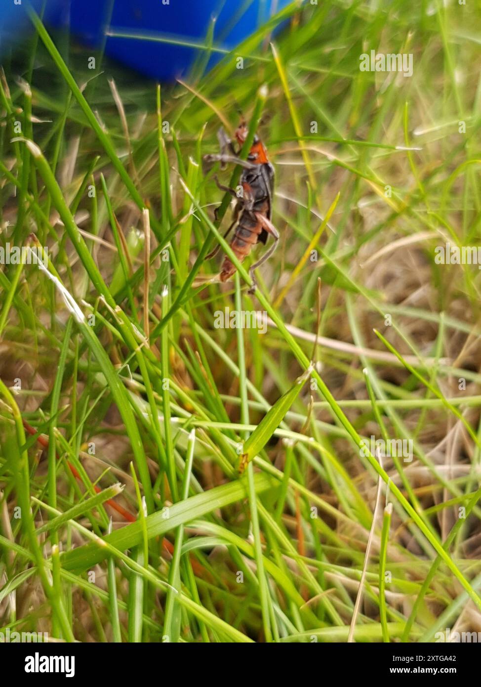 Rustic Sailor Beetle (Cantharis rustica) Insecta Stock Photo - Alamy