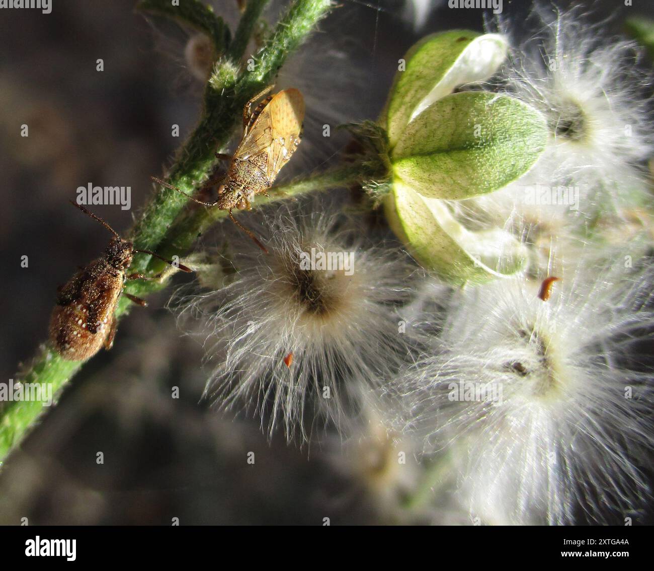 Hibiscus micranthus hi-res stock photography and images - Alamy