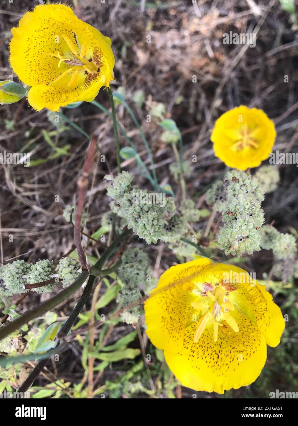 Weed's Mariposa Lily (Calochortus weedii) Plantae Stock Photo - Alamy