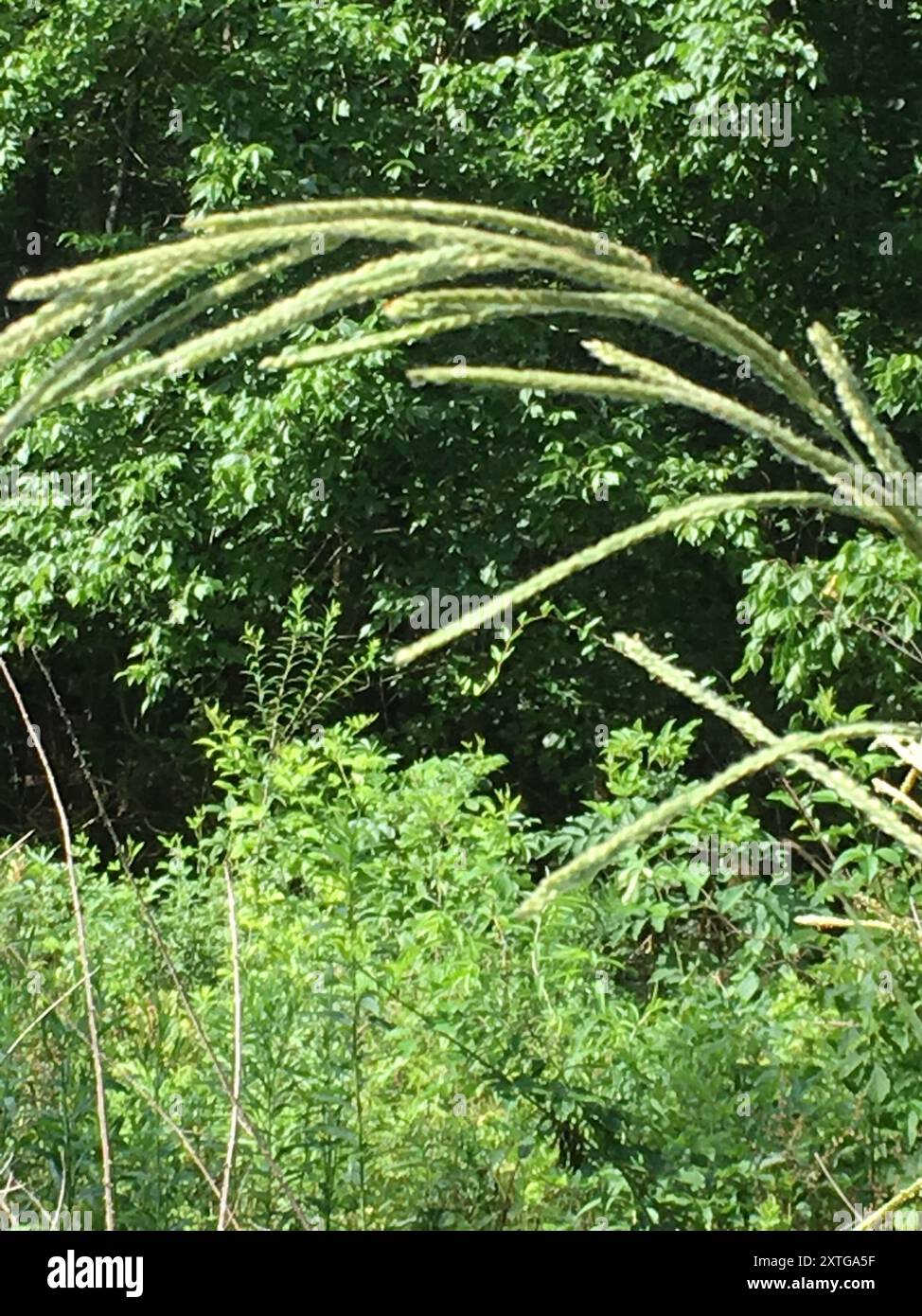 Vasey Grass (Paspalum urvillei) Plantae Stock Photo - Alamy