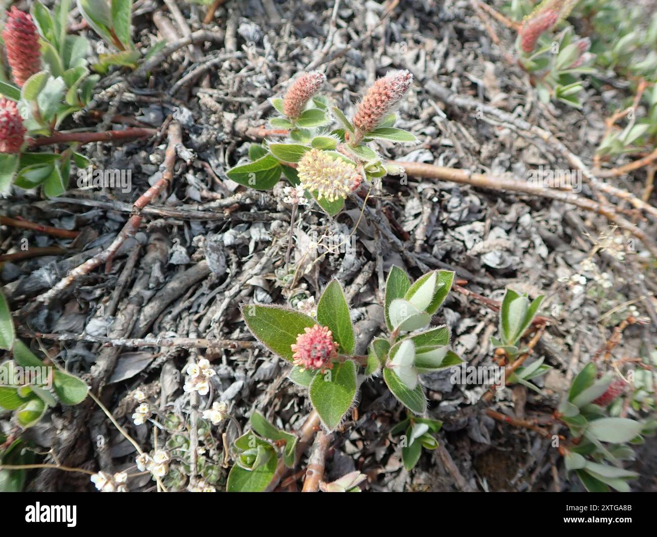 arctic willow (Salix arctica) Plantae Stock Photo - Alamy