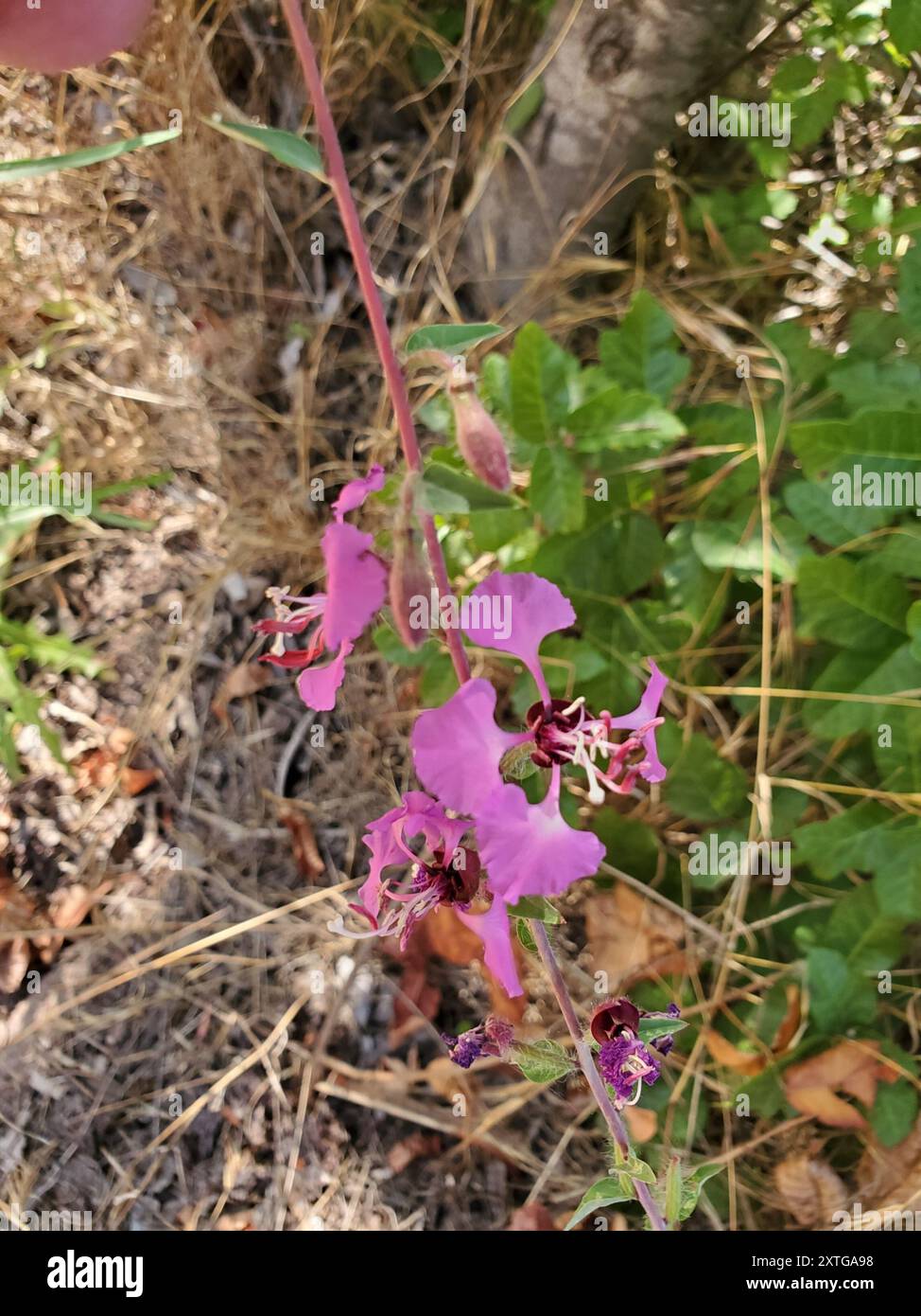 Elegant Clarkia (Clarkia unguiculata) Plantae Stock Photo - Alamy