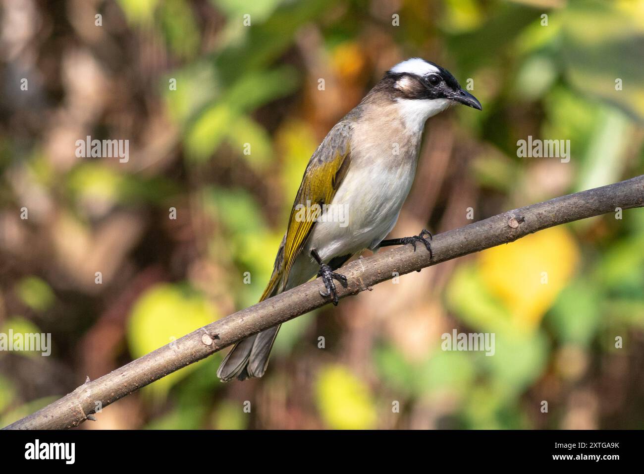 Light-vented Bulbul (Pycnonotus sinensis) Aves Stock Photo - Alamy